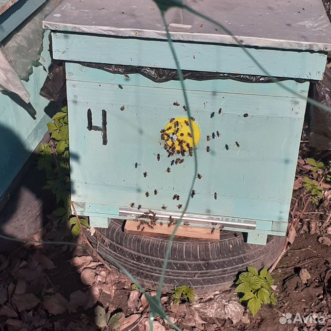 Продажа пчел