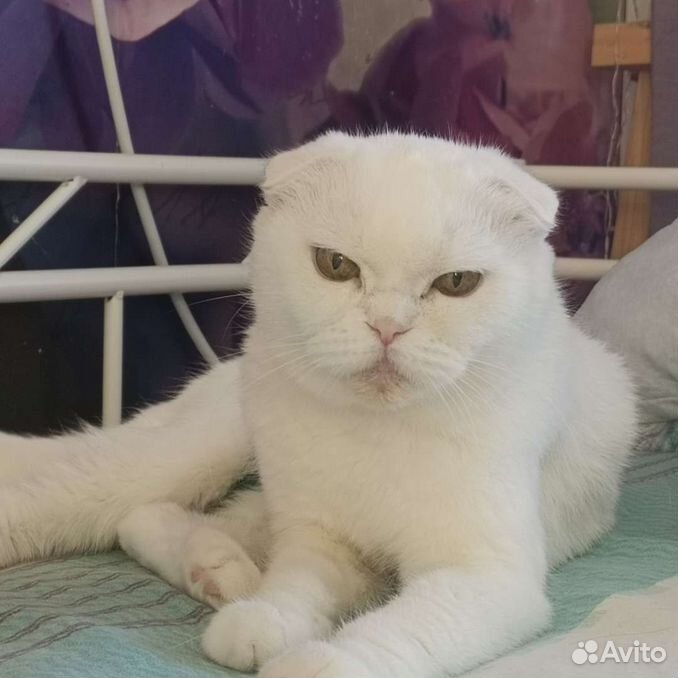 Вислоухая белоснежка ищет заботливую хозяйку