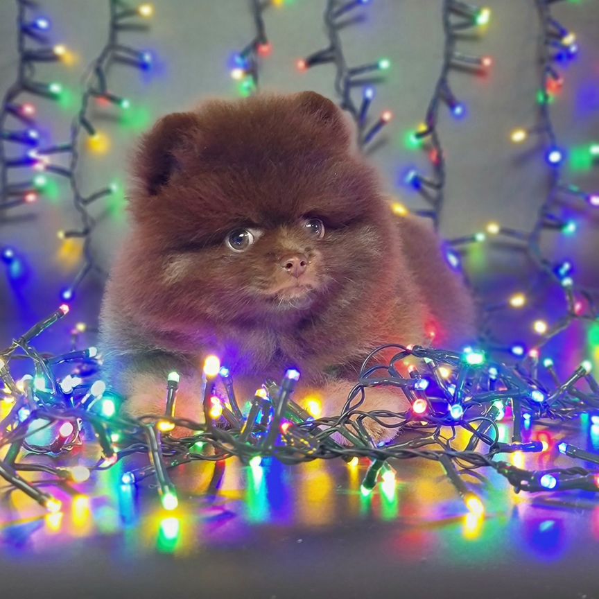 Померанский шпиц мальчик шоколадный мишка