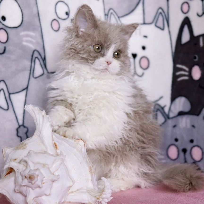 Лиловый мальчик селкирк-рекс