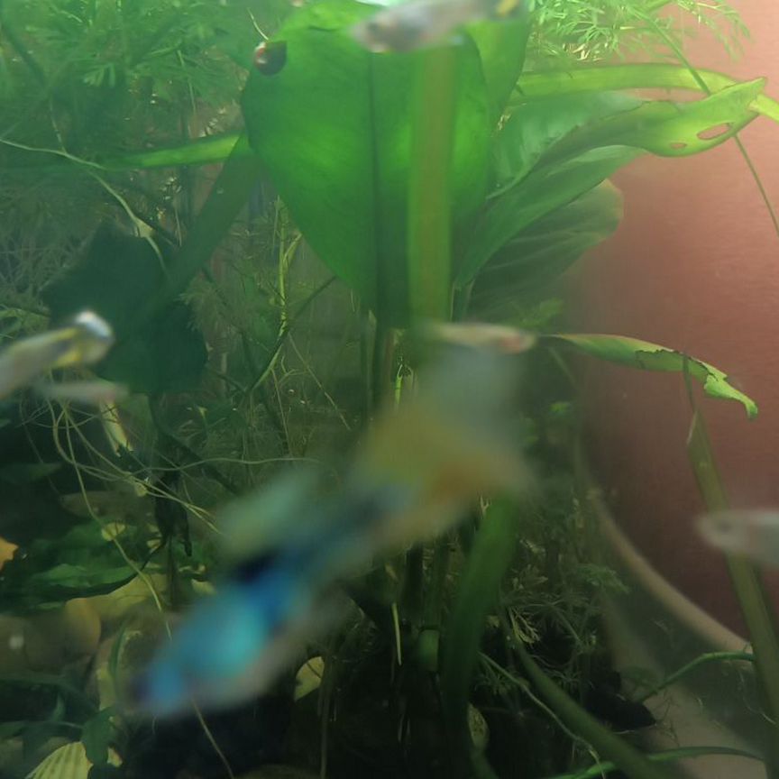 Рыбки гуппи