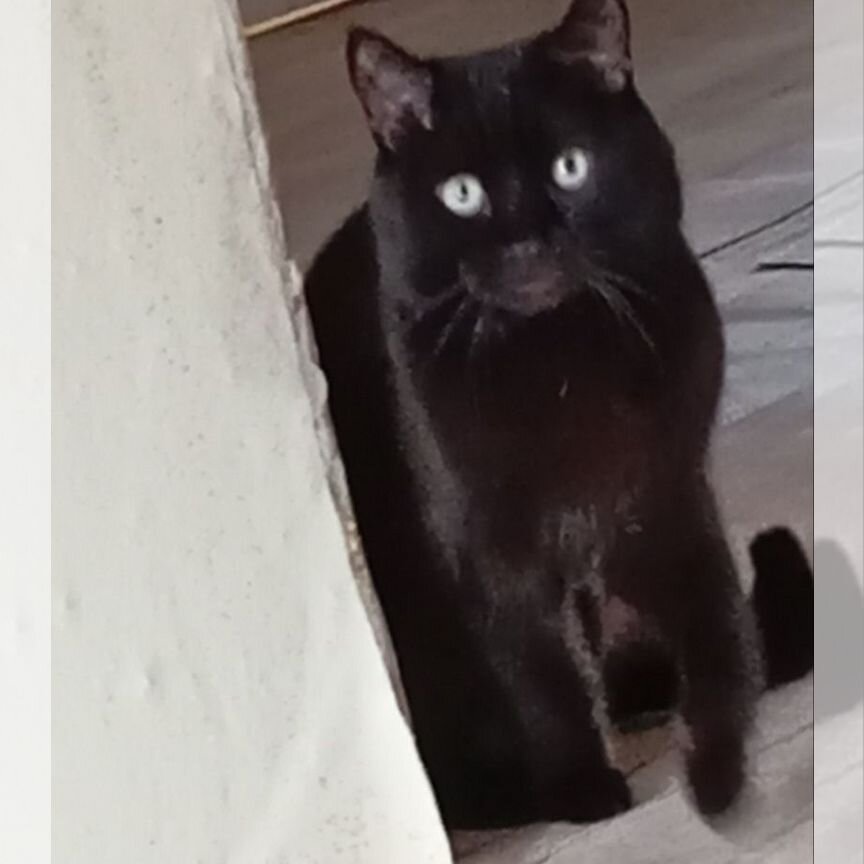 Взрослый кот в добрые руки