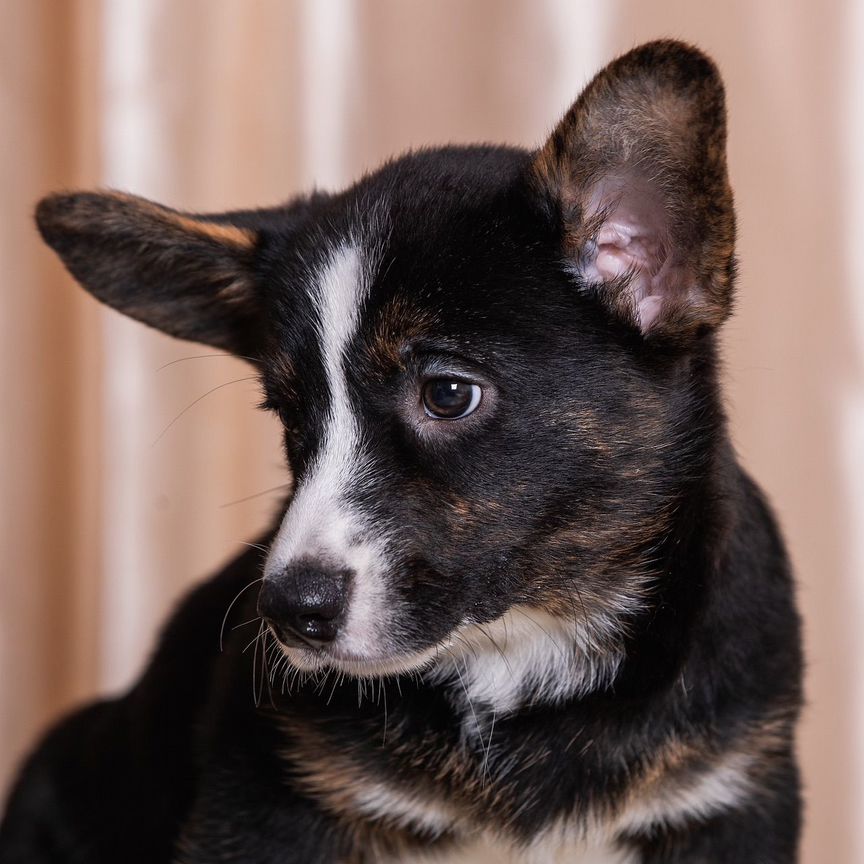 Вельш-корги кардиган