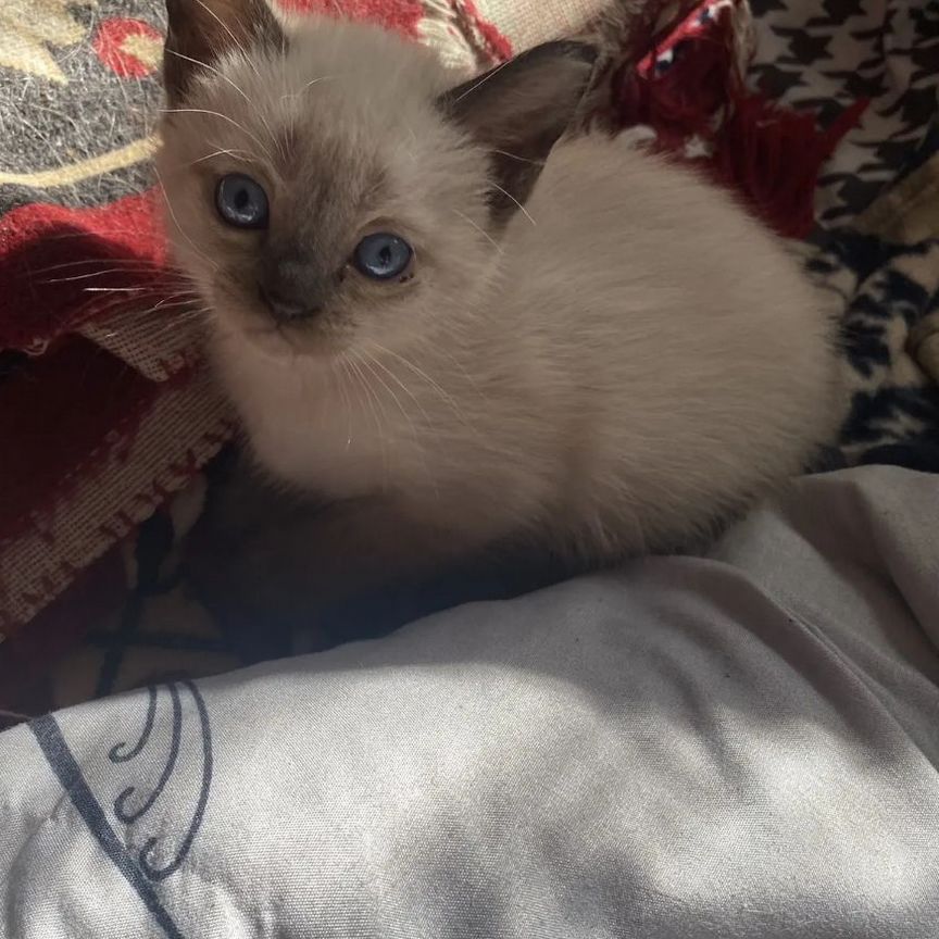 Котёнок в добрые руки