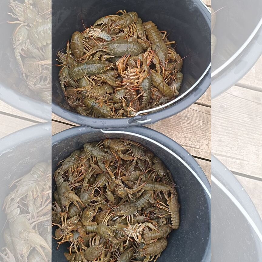 Живые раки
