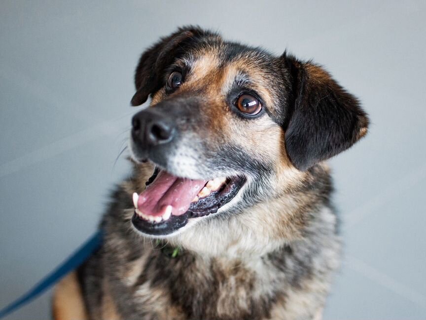 Собака в добрые руки