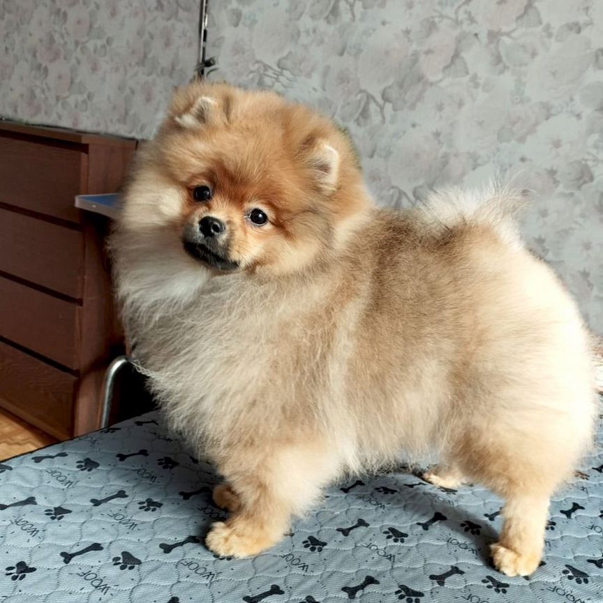 Шпиц
