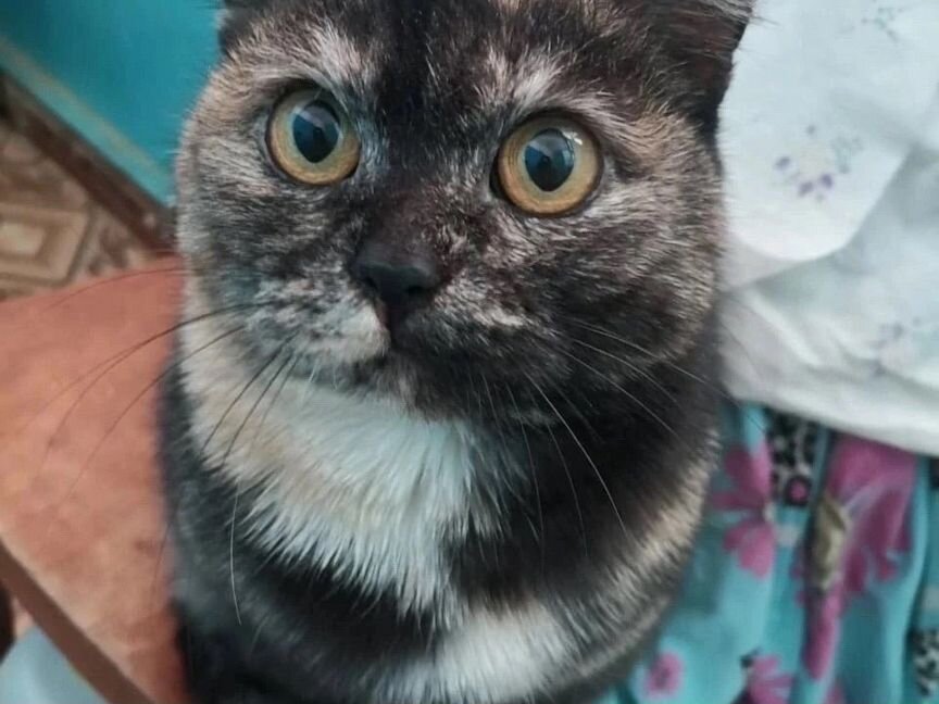 Кошки и коты ищут хозяев. В хорошие руки