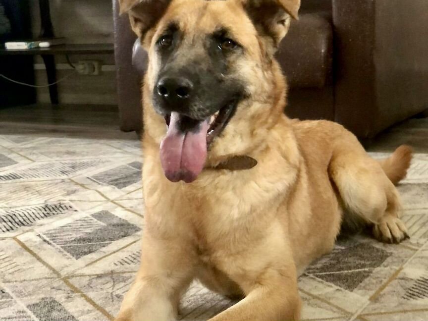 Небольшая собачка Рейна 1,5 года