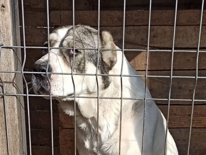 Среднеазиатская овчарка алабай