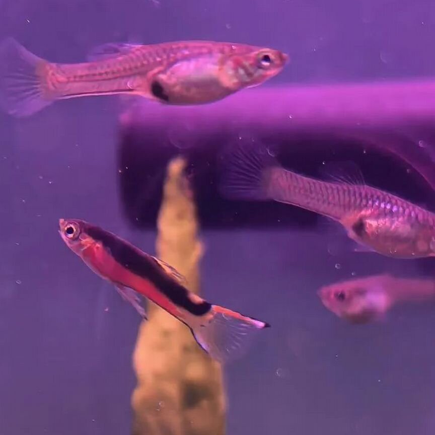 Гуппи 6 самок и 2 гуппи эндлера санта мария самцы