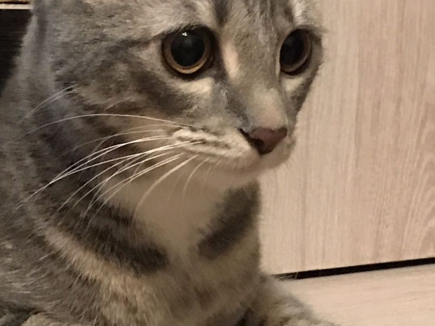 Кошка