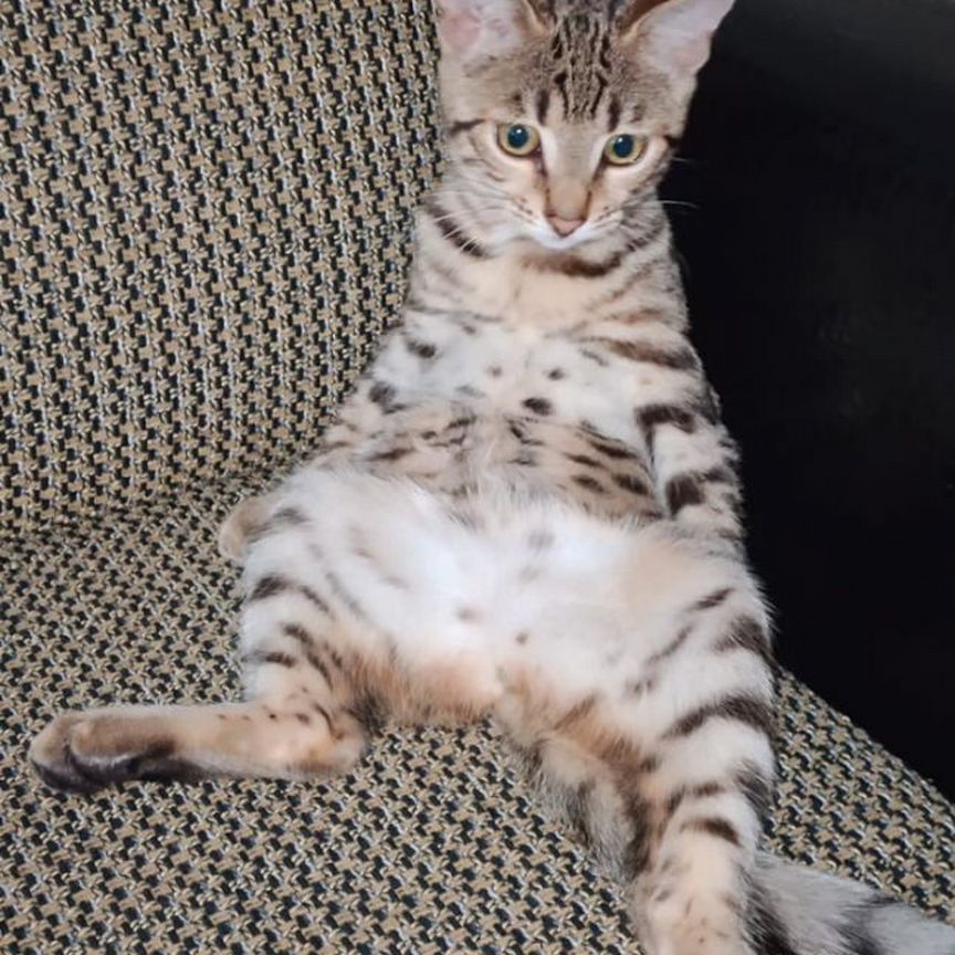 Смешанная бенгальская