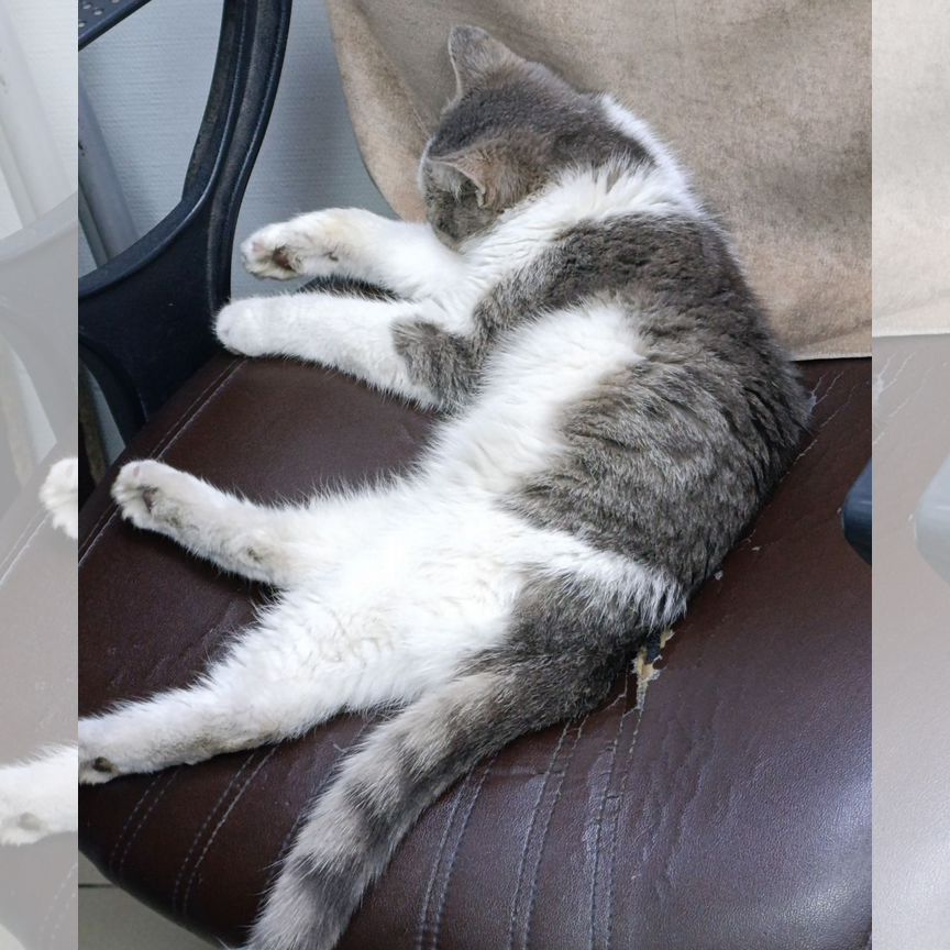 Котёнок в добрые руки