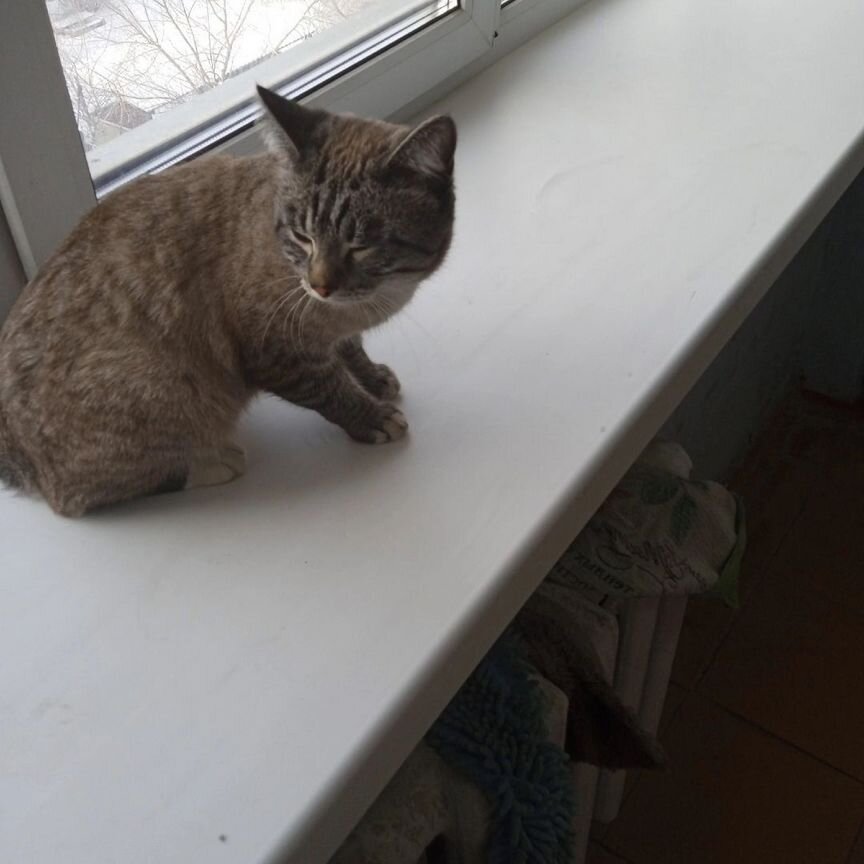 Котик ищет дом или передержку