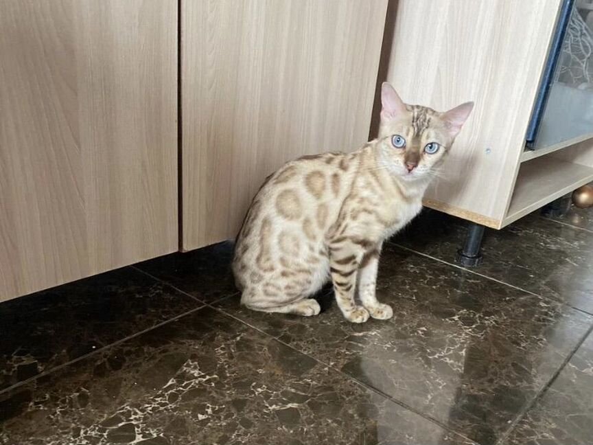Бенгальская кошчечка ищет заботливые руки
