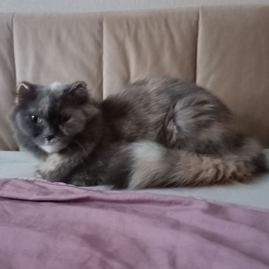 Отдам бесплатно кошку