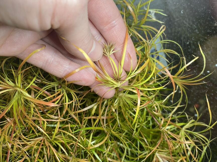 Юнкус ползучий