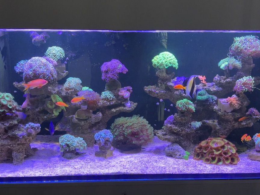 Морской аквариум с рыбками/ кораллами