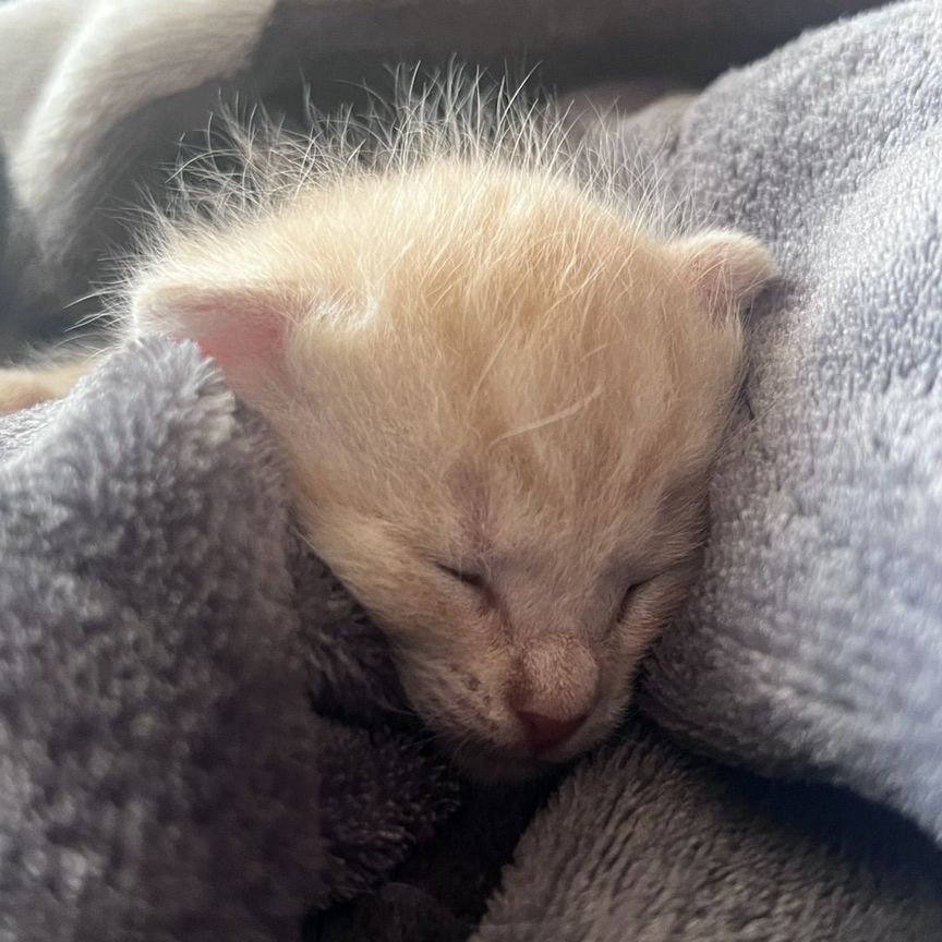 Котенок