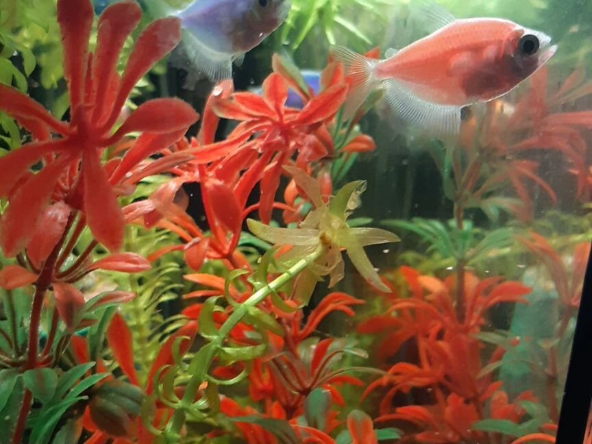 Рыбки карамельки и сомик