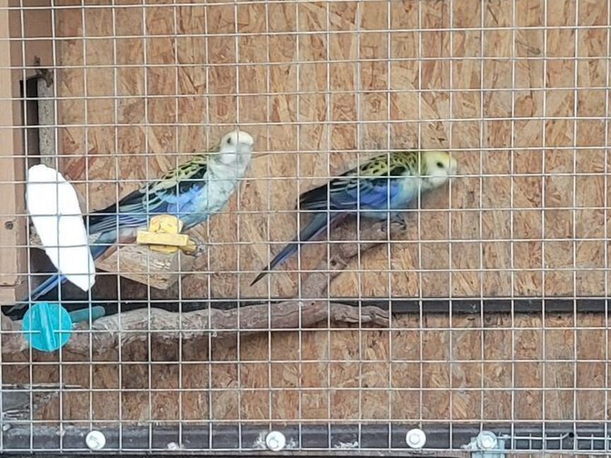 Розелла бледноголовая