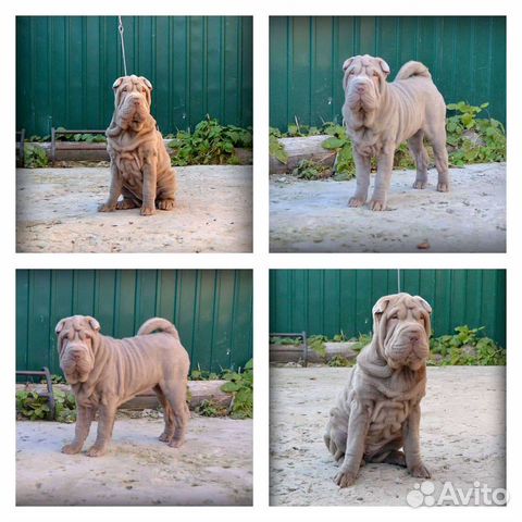 Шарпей лиловая девочка