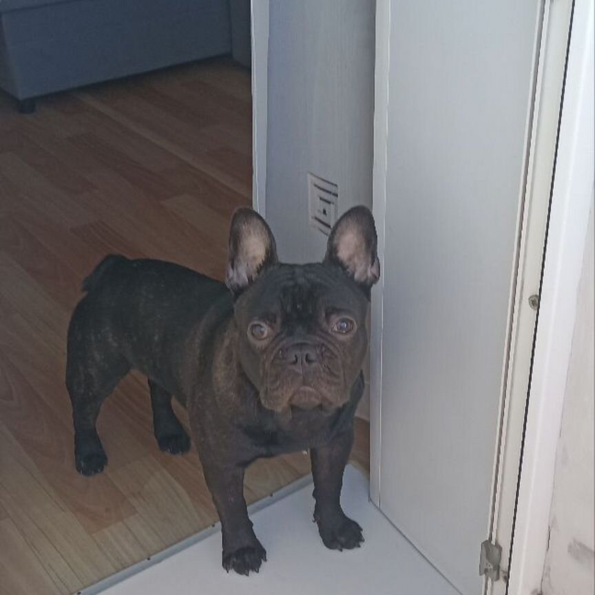 Французский бульдог