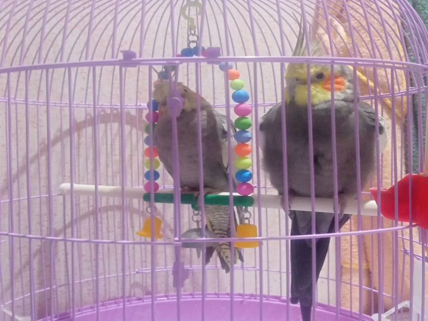 Попугай корелла