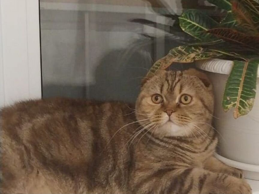 Шотландская вислоухая кошка