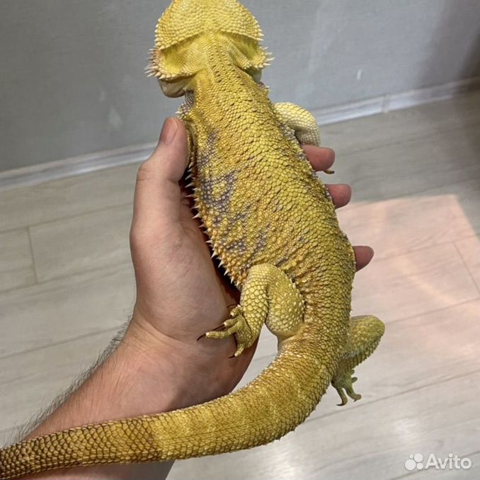 Бородатая агама девока и мальчик 1.2 года