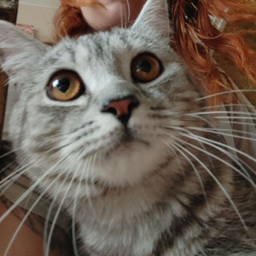 Шотландский кот вязка