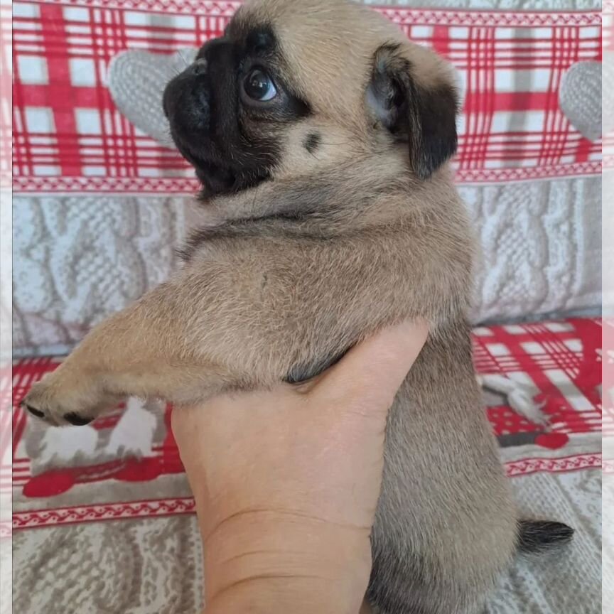 Мопс, щенок