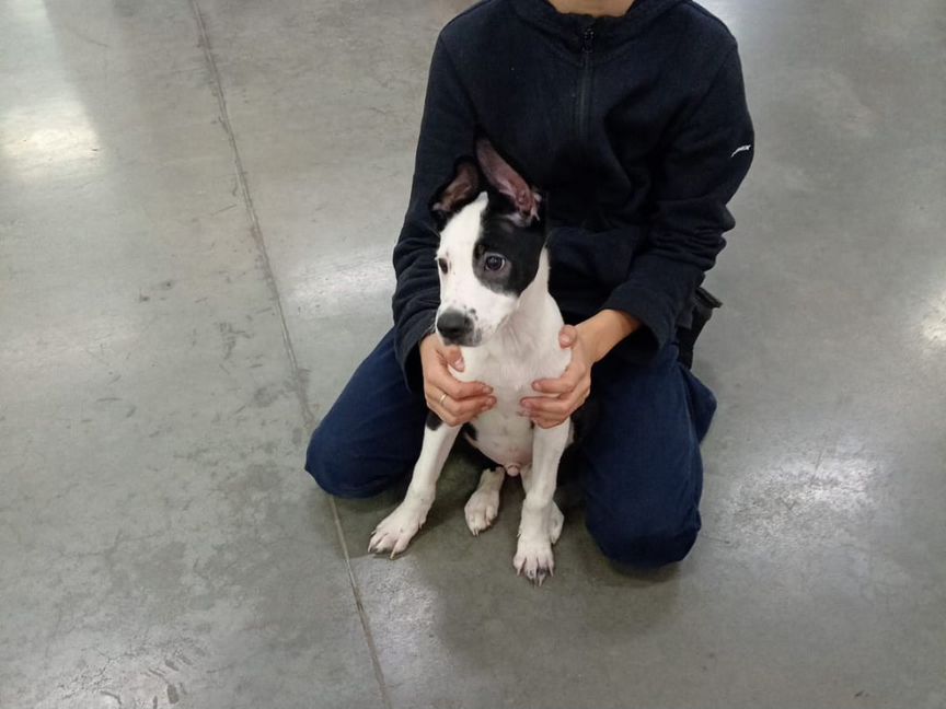 Щенки метисы