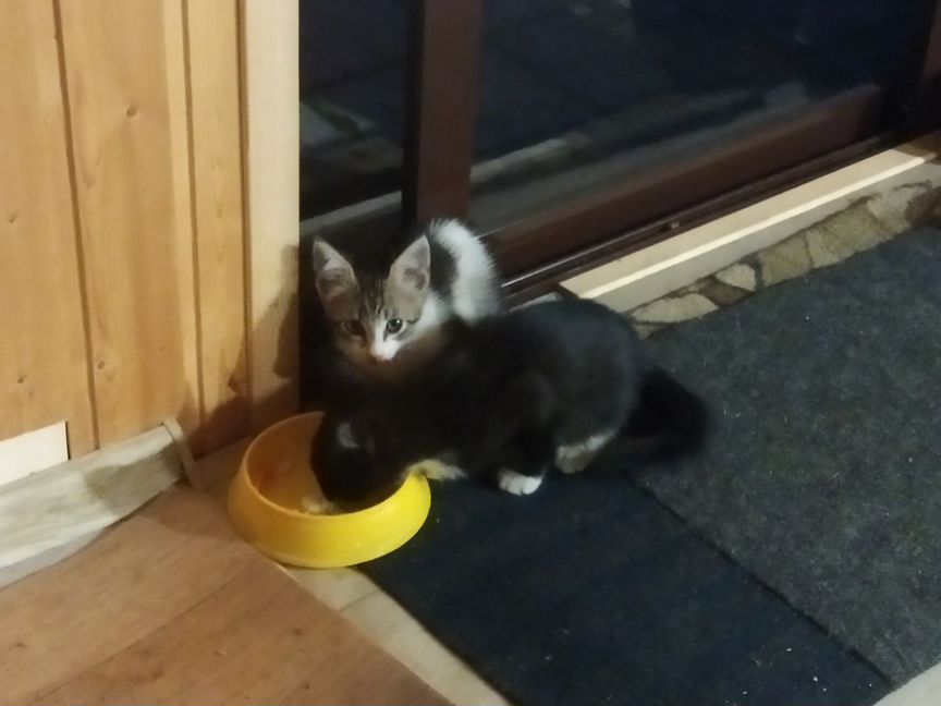 Котята в добрые руки бесплатно