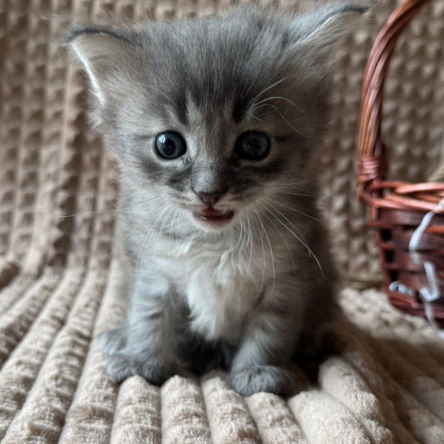 Котенок мальчик в добрые руки