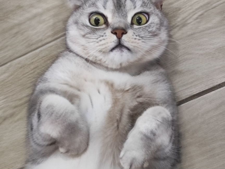 Британский кот бесплатно