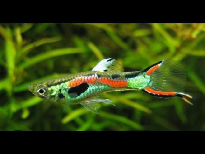 Гуппи, коридорасы, аквариумные растения