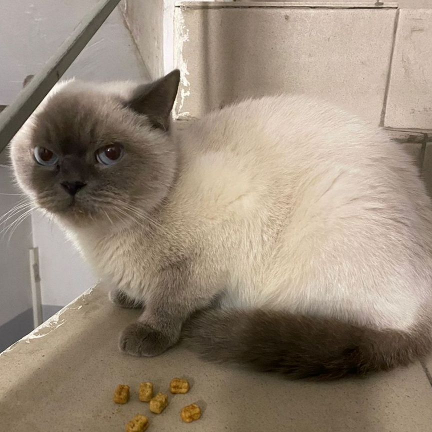 Шотландский кот