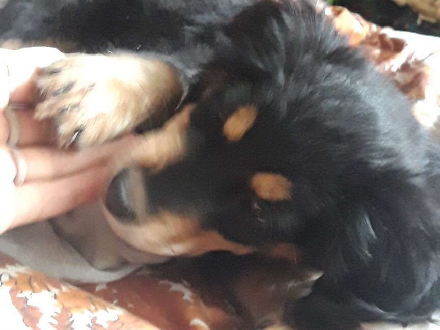 Щенок лапоухой овчарки