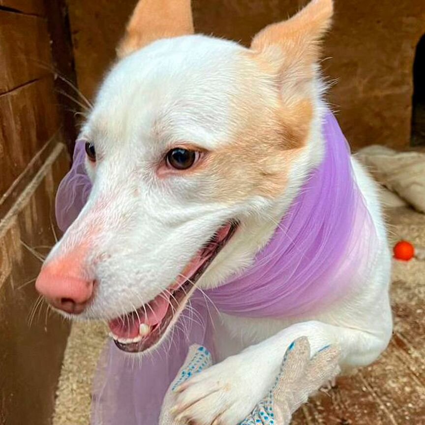 Взрослая собака в добрые руки