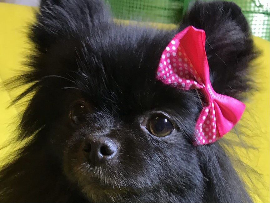 Красотка шпиц