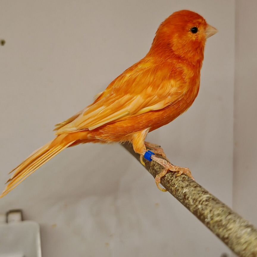 Красные канарейки