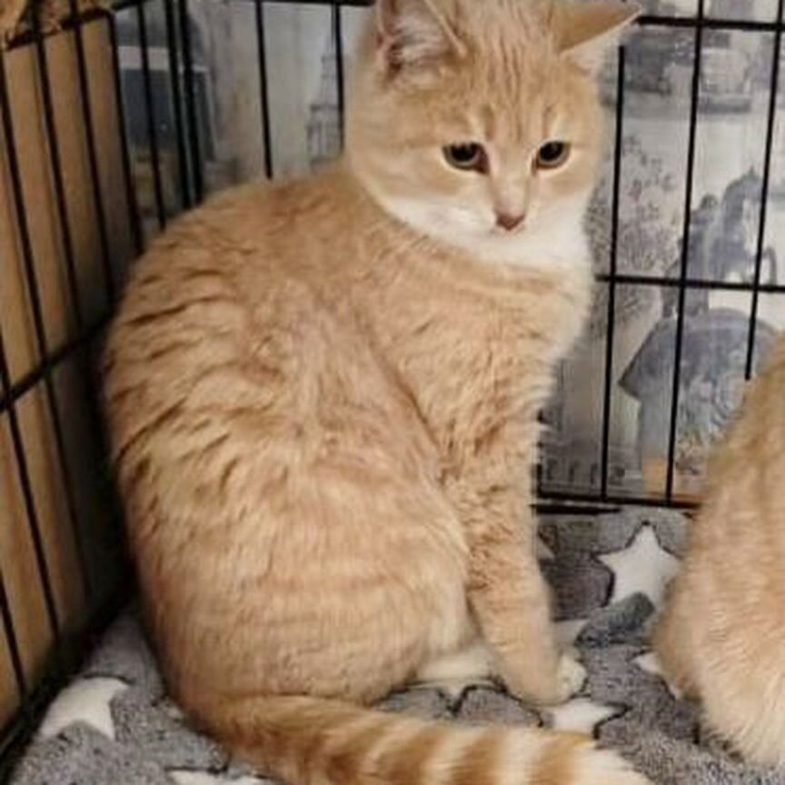Котенок мальчик 7 месяцев