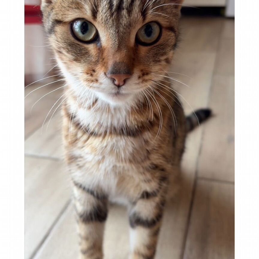 Бенгальская