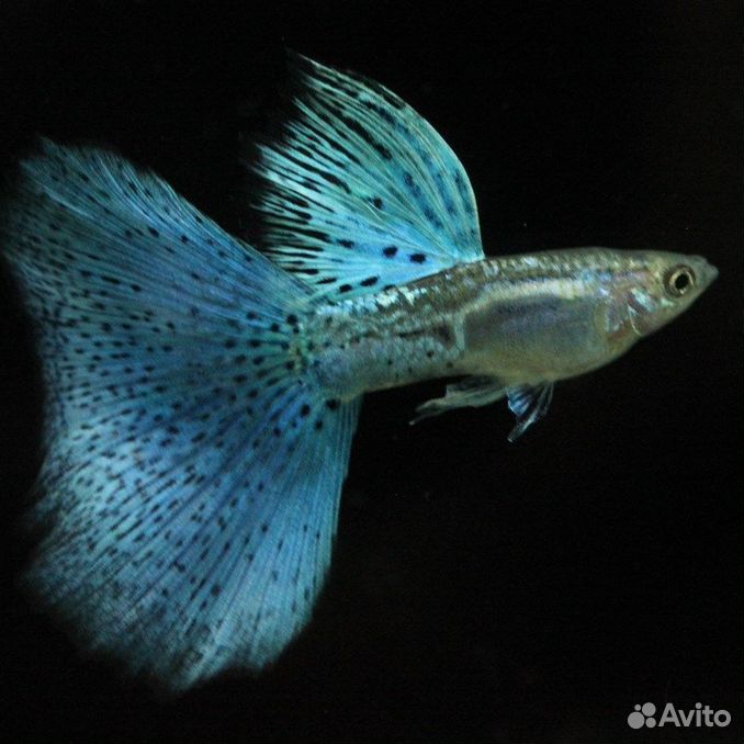 Гуппи Голубая трава (Blue grass Guppy)