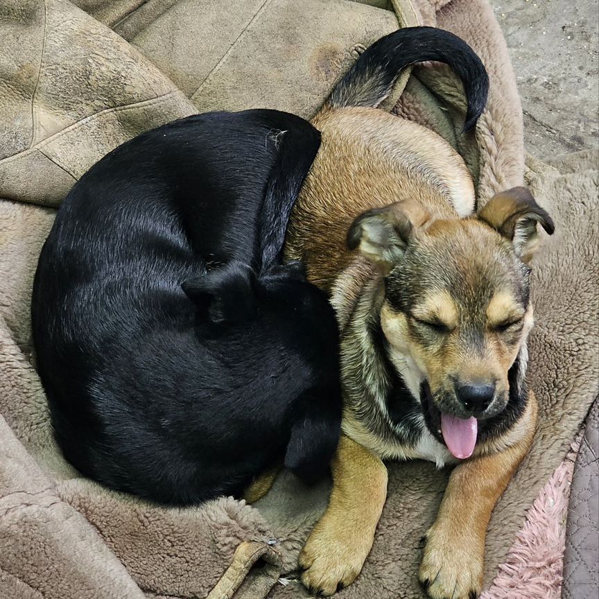 Щенки из приюта ищут дом