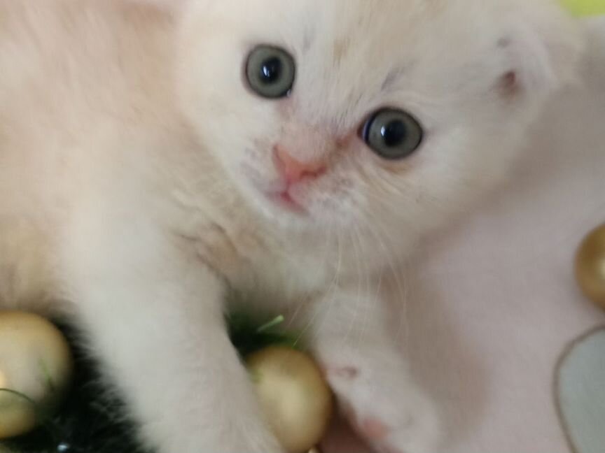 Шотландский вислоухий котик