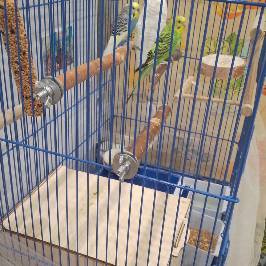 Волнистые попугаи с клеткой