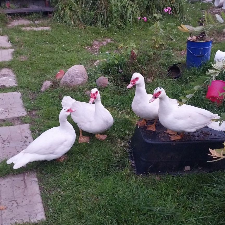 Селезень индоутки